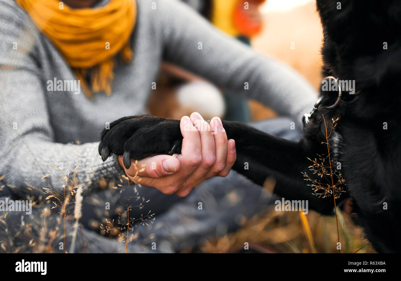 Man holding dogs paw in park hi-res stock photography and images - Alamy