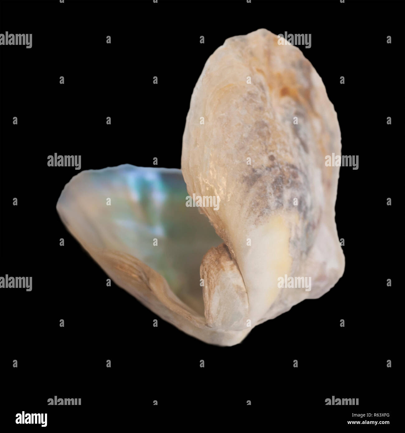 Open double clam shell still held together on white background Stock ...