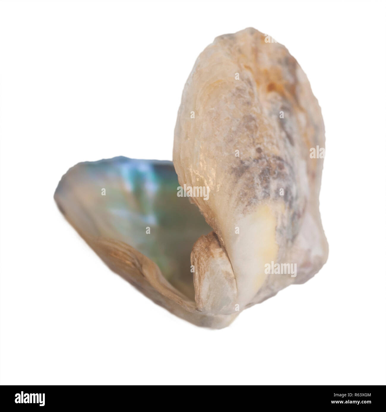 Open double clam shell still held together on white background Stock ...