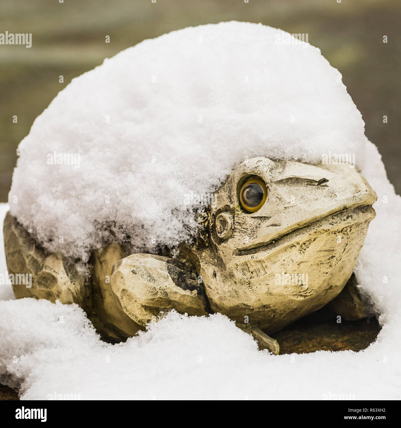 A macro shot of a garden ornament frog with a covering of snow Stock ...