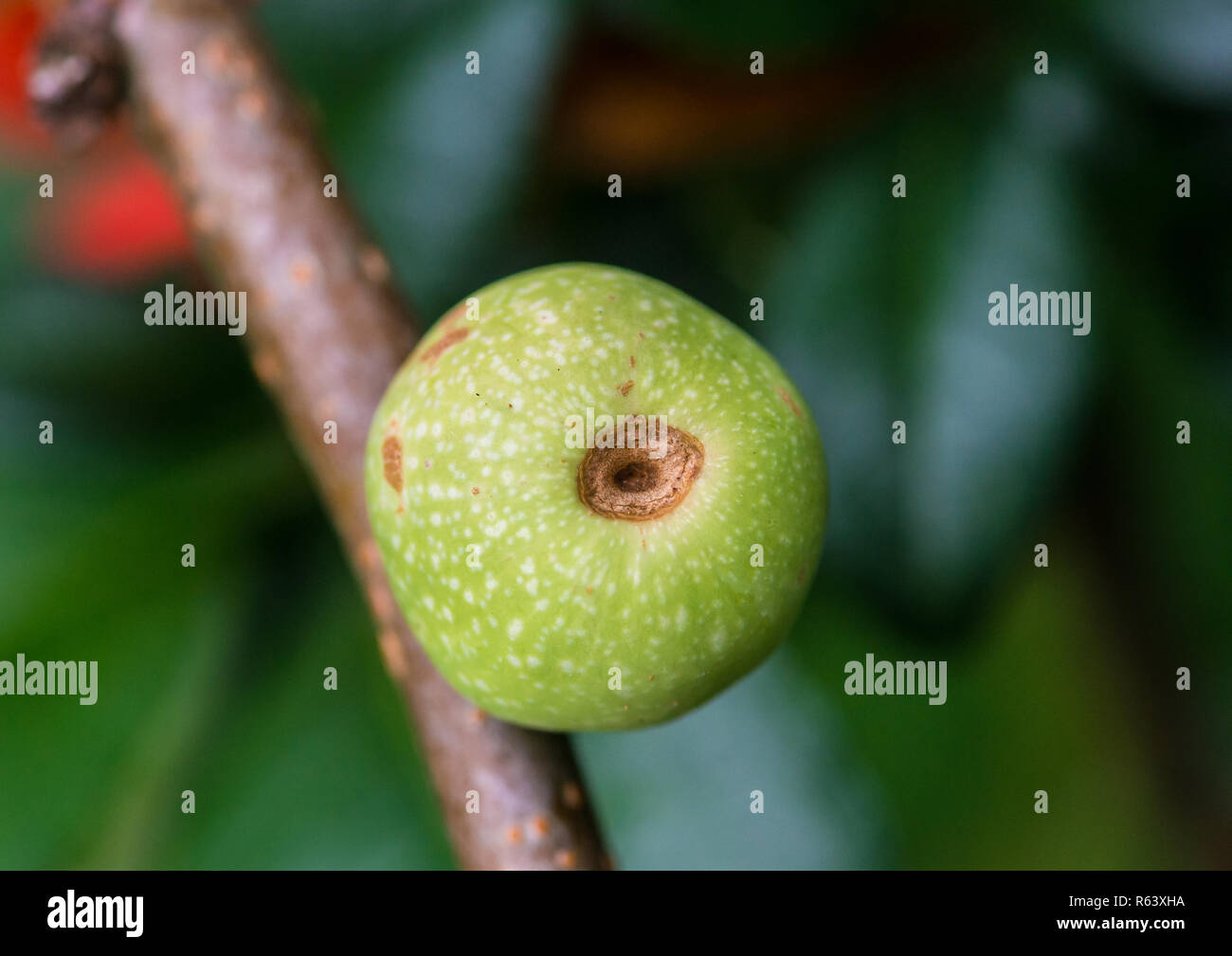 A macro shot of the fruit of a flowering quince bush Stock Photo - Alamy