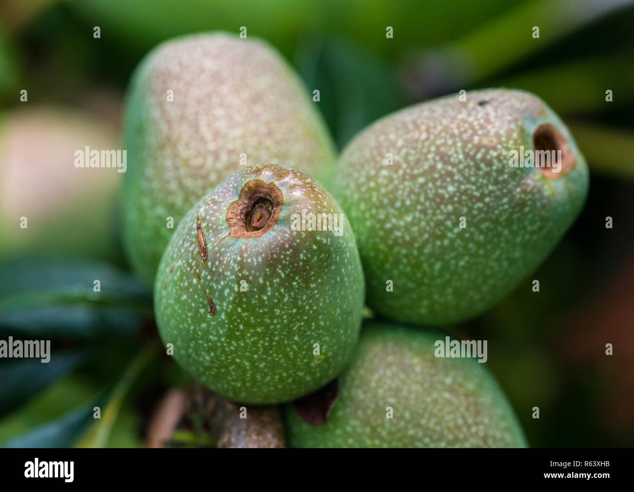 Quince bush fruit hi-res stock photography and images - Alamy