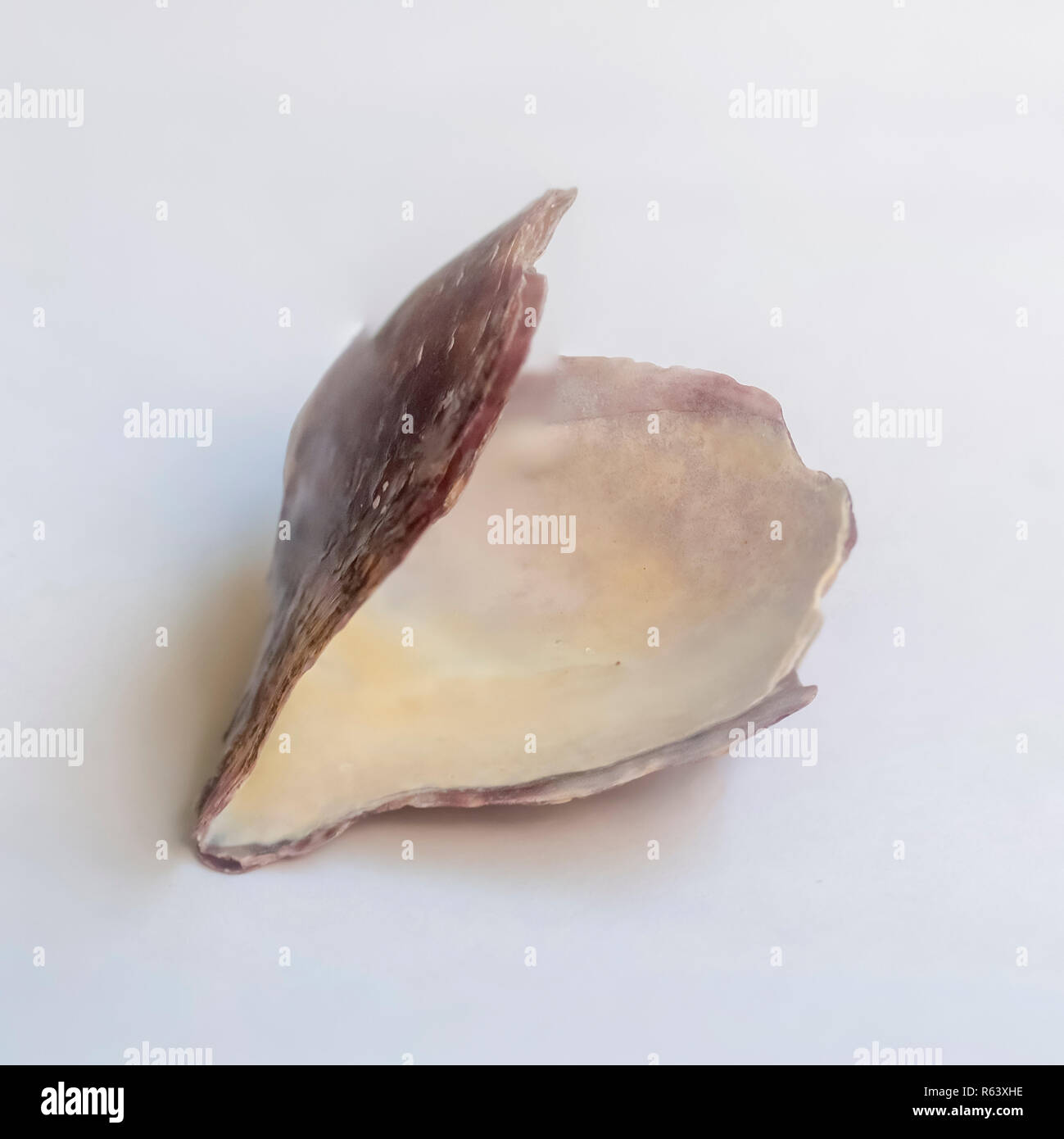 Open double clam shell still held together on white background Stock ...