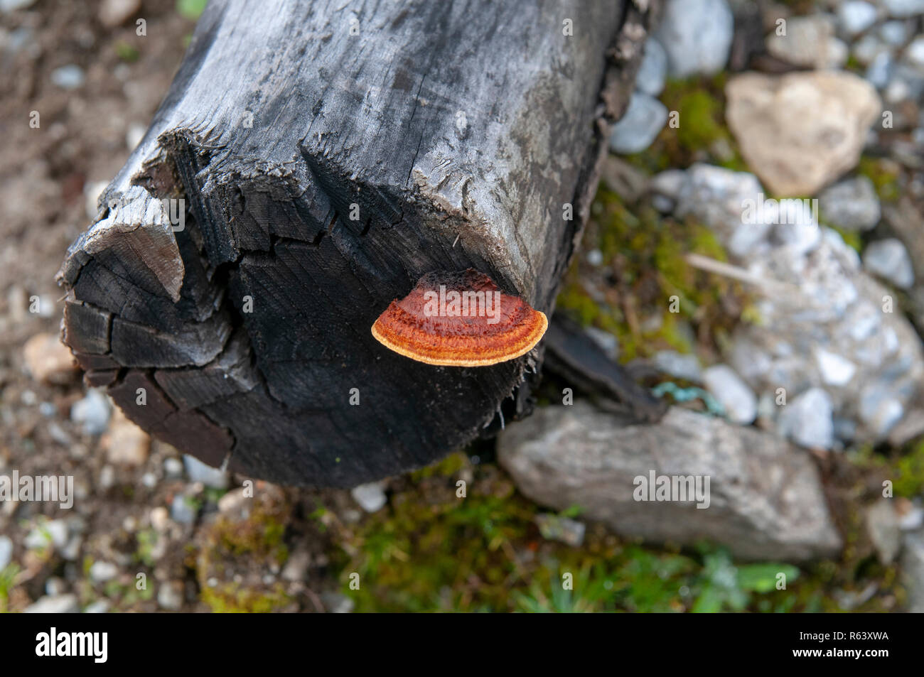 Toadstool grows on a rotting tree trunk. Photographed in Stubaital ...