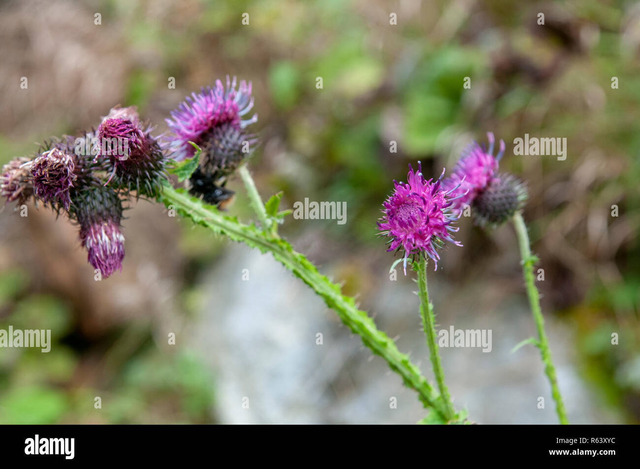 Italian thistle (Carduus pycnocephalus) AKA Italian plumeless thistle ...