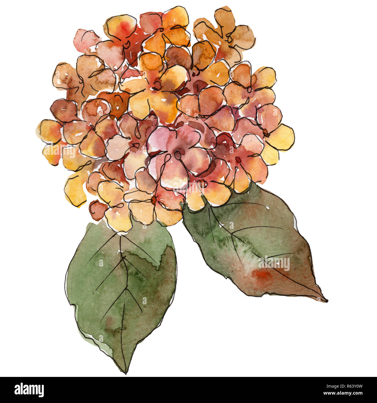 Orange hydrangea flower with green leaves. Isolated hydrangea ...