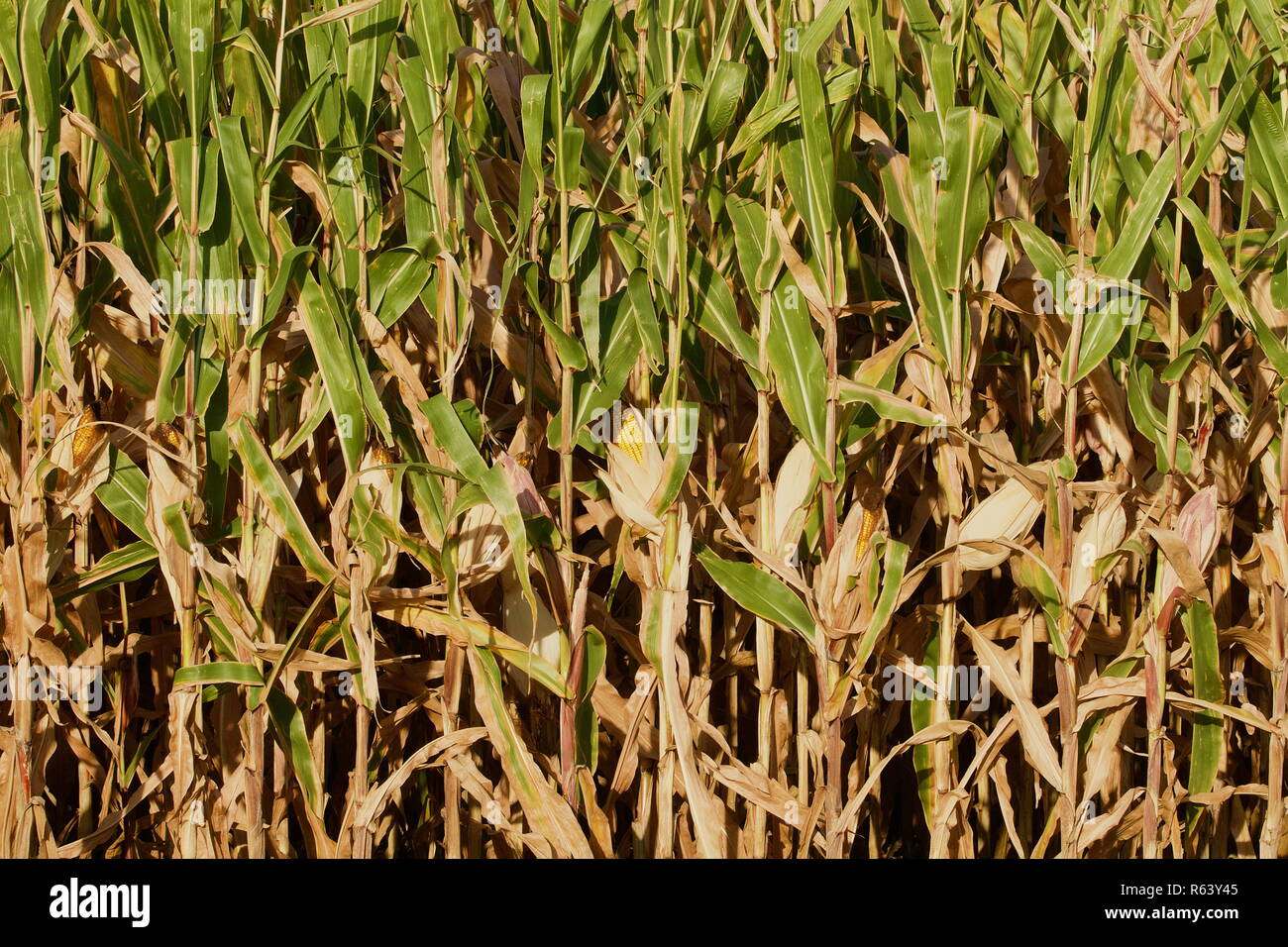 Vertical field corn background Stock Photo - Alamy