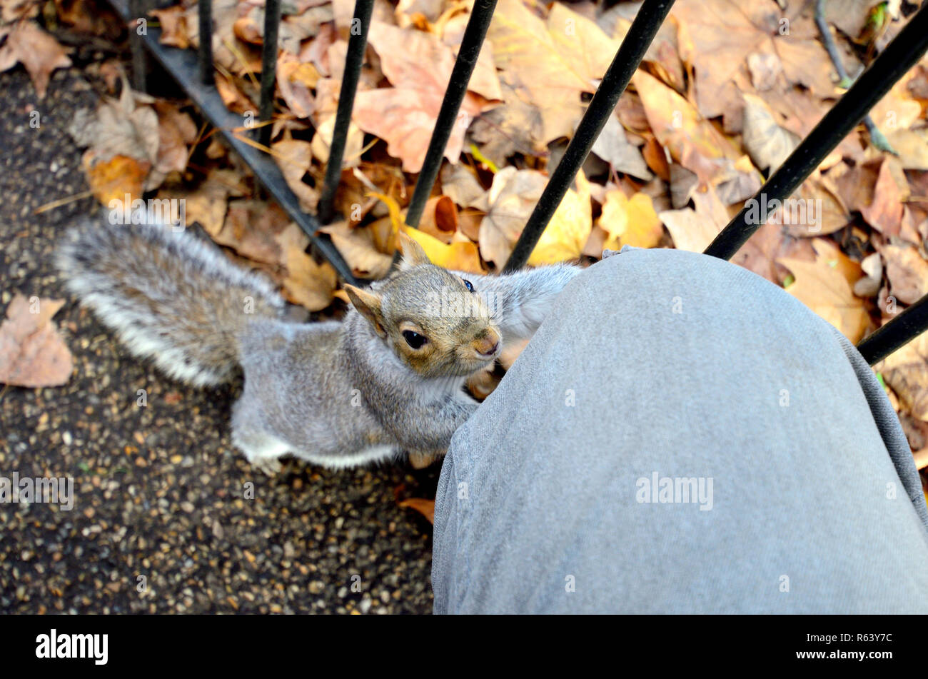Human animal interaction hi-res stock photography and images - Alamy