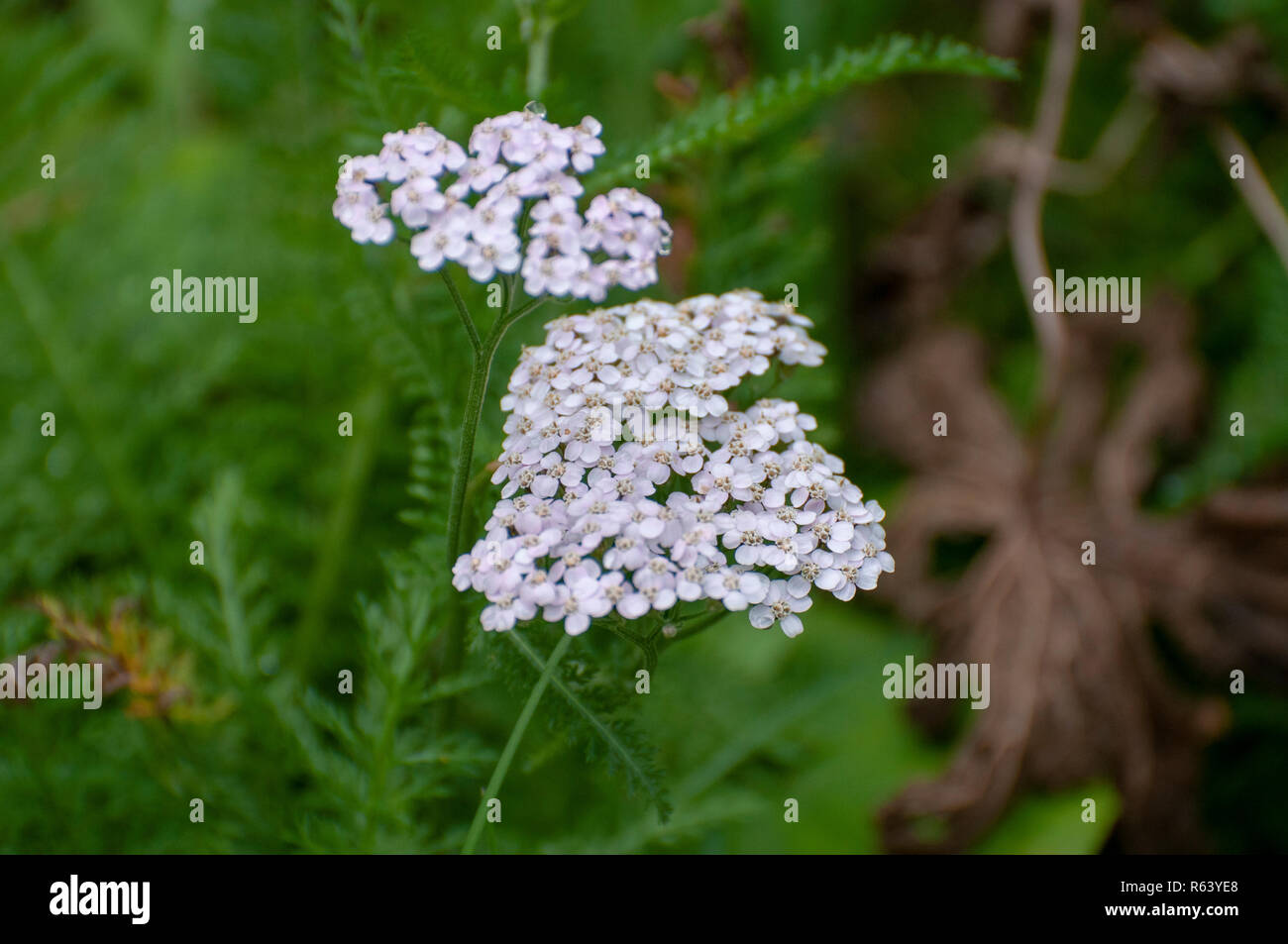 Wildflowers alps flowers hi-res stock photography and images - Alamy