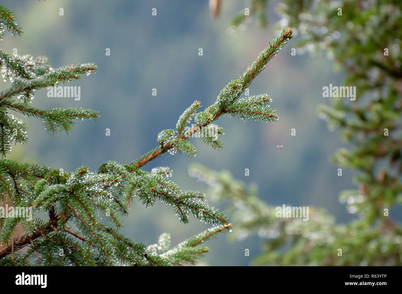 Needle Shaped Leaves High Resolution Stock Photography and Images - Alamy