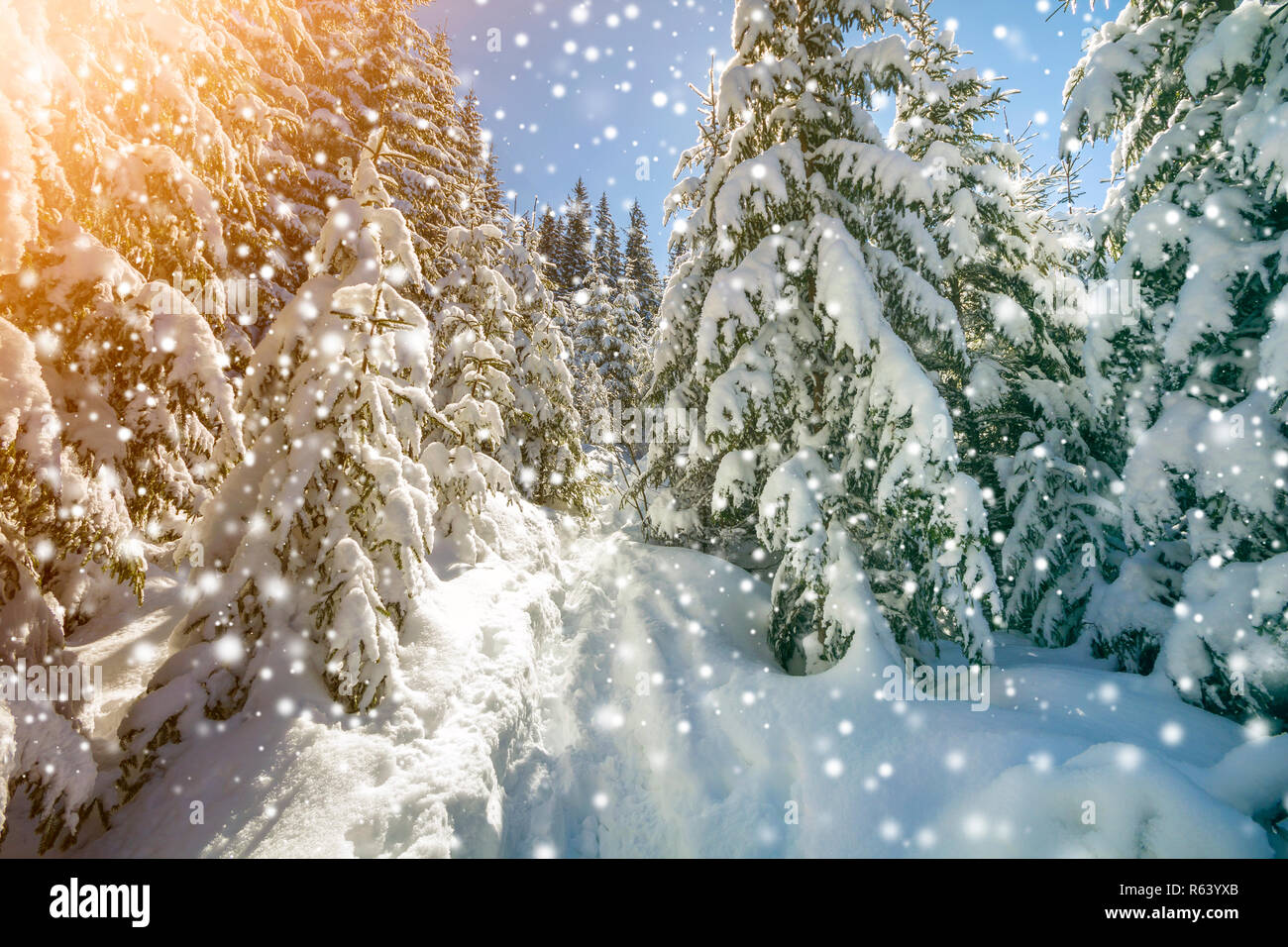 Beautiful winter landscape. Tall fir-trees covered with snow and frost ...