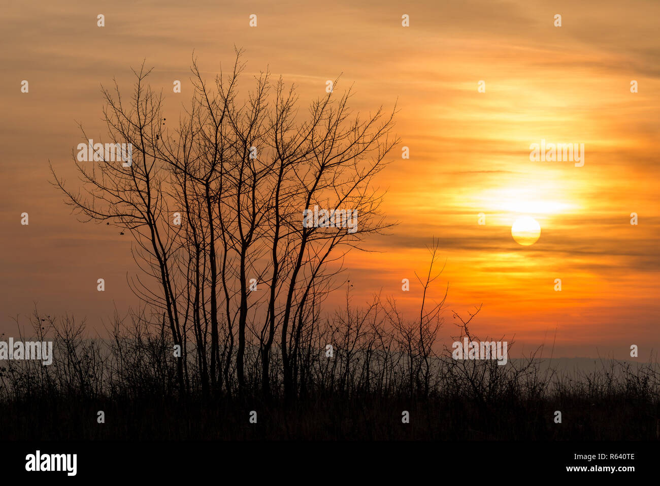Beautiful sunset landscape with tree Stock Photo - Alamy