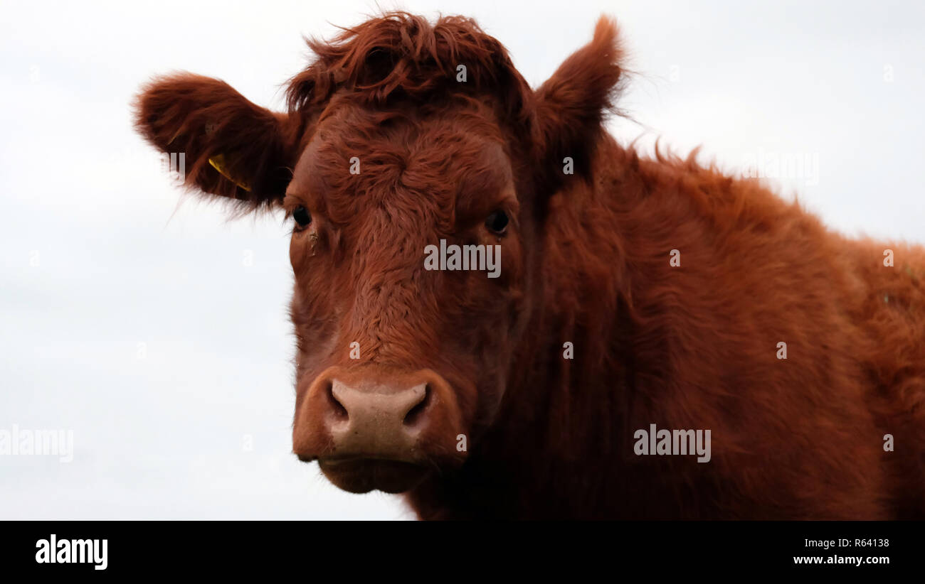 Dark red nose hi-res stock photography and images - Alamy