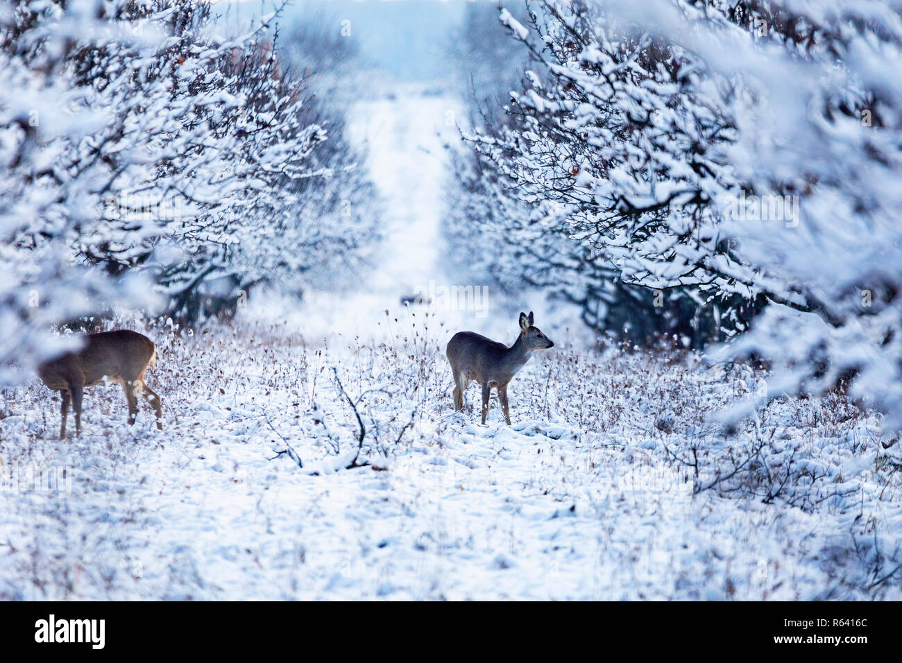 Roe deer Capreolus capreolus in winter. Roe deer with snowy background ...