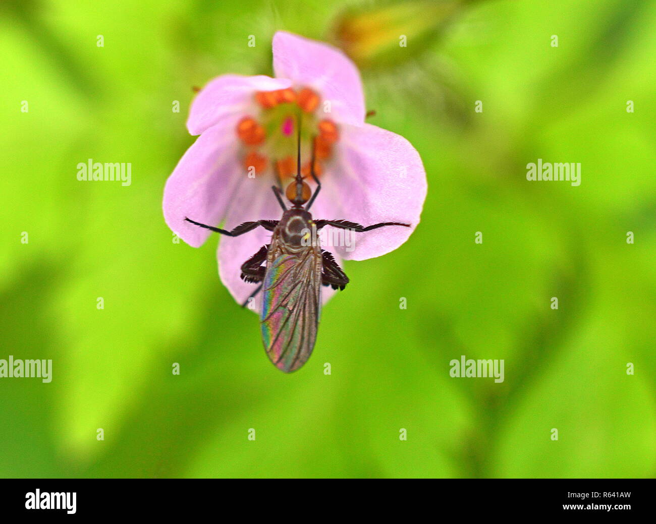 Long-tailed Dance Fly - Rhamphomyia longicauda, notice it's thick black ...