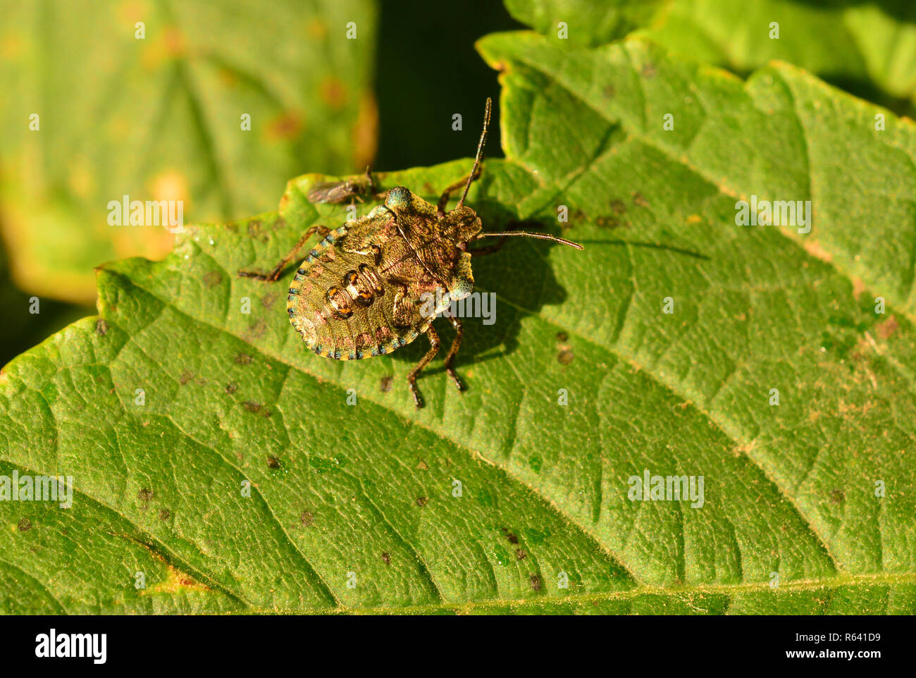 Red Legged Shield Bug a tiny insect pictures on a Stinging Nettle Leaf ...