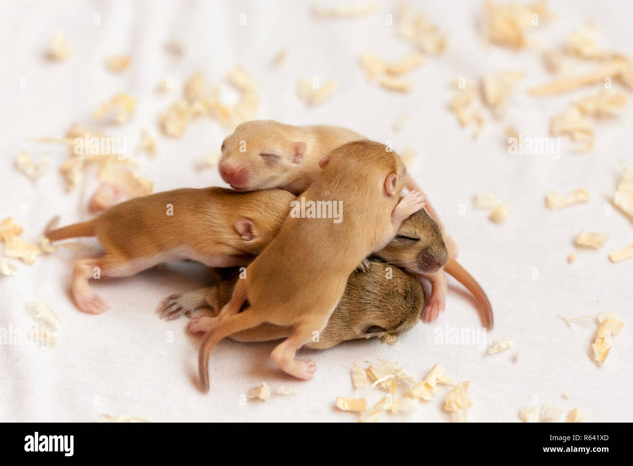 Little cute mice babies sleeping huddled together. Macro image Stock ...