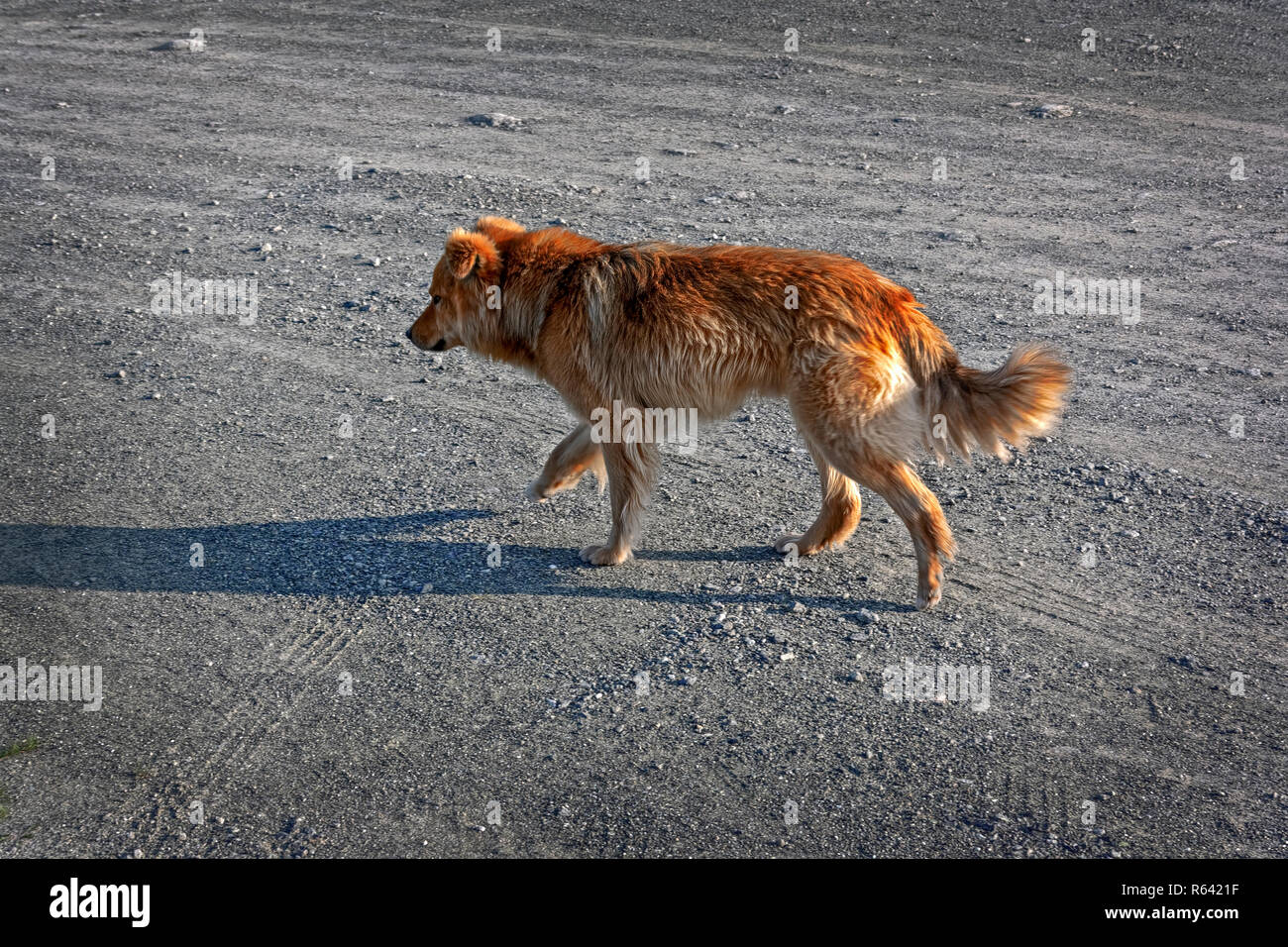 Homeless wild stray dog hi-res stock photography and images - Alamy