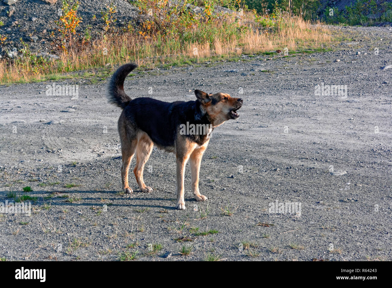 Homeless wild stray dog hi-res stock photography and images - Alamy