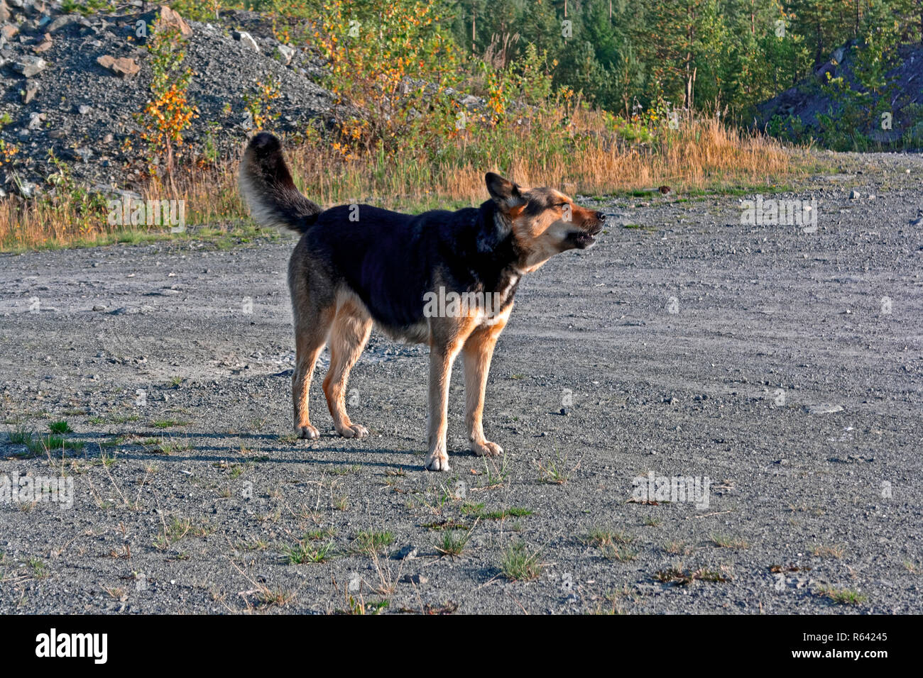 Homeless wild stray dog hi-res stock photography and images - Alamy