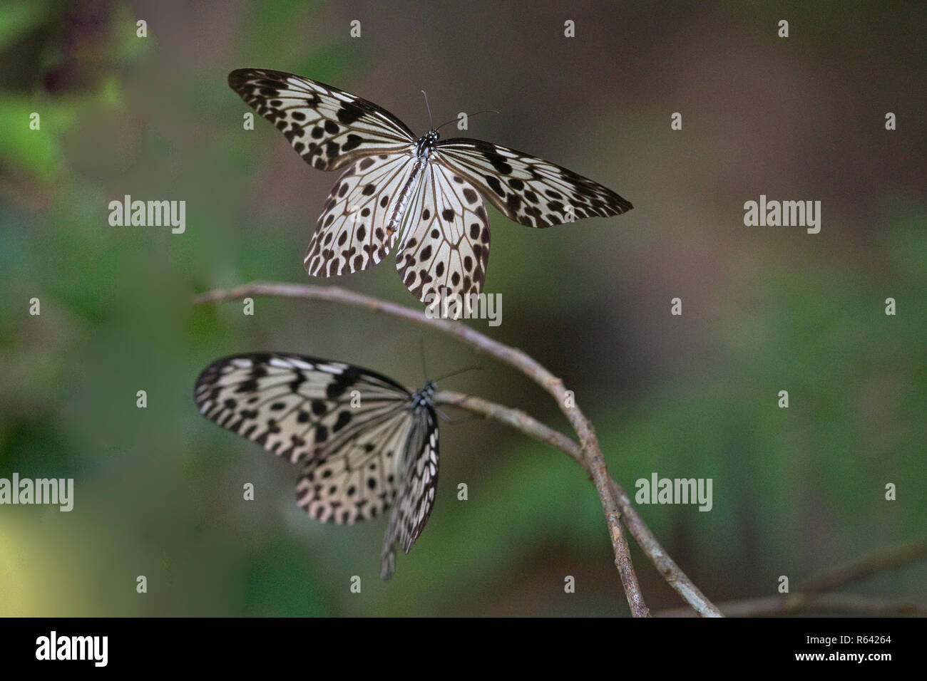 Sri Lanka Tree Nymph (Idea iasonia Stock Photo - Alamy