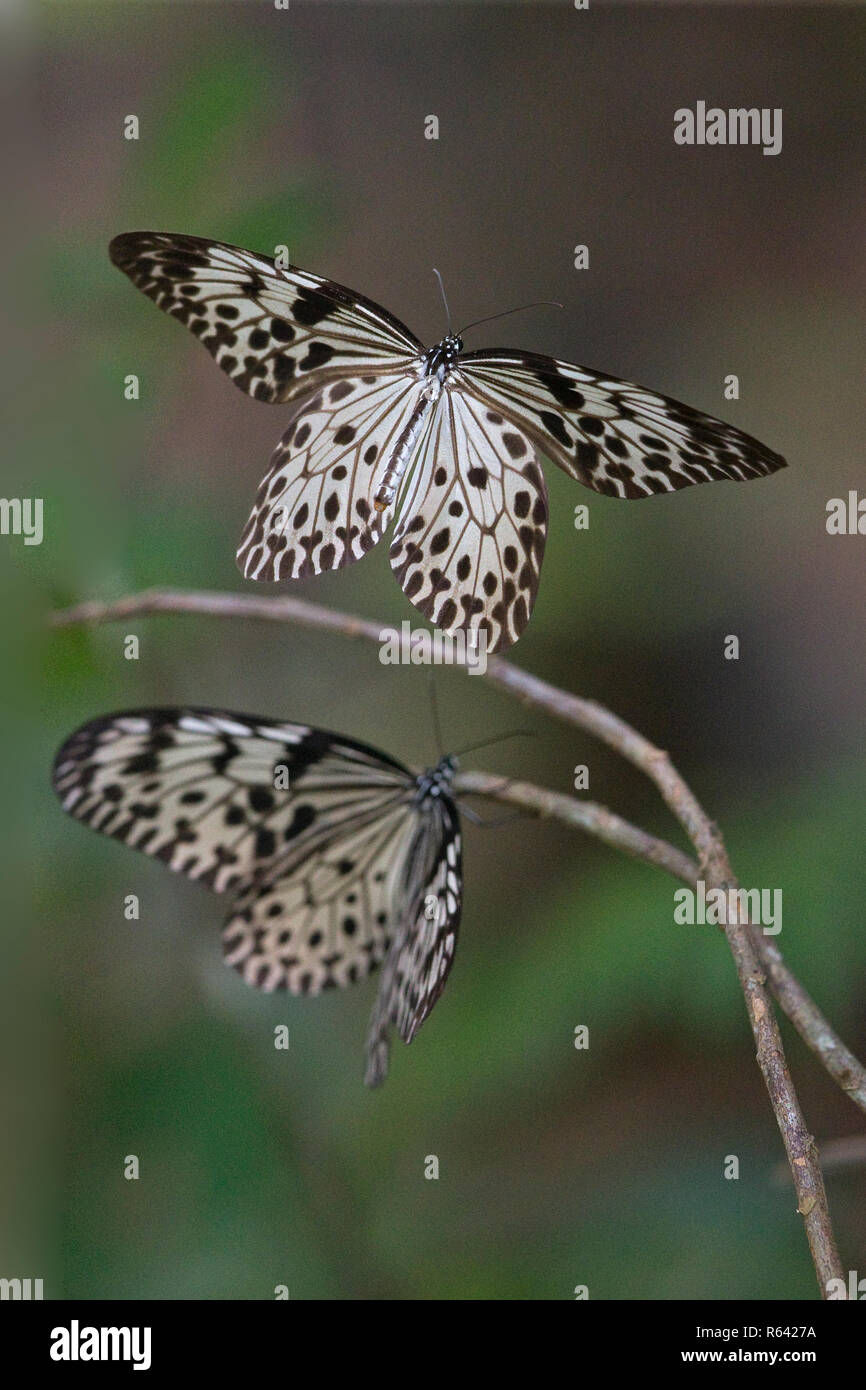 Ceylon tree nymph hi-res stock photography and images - Alamy