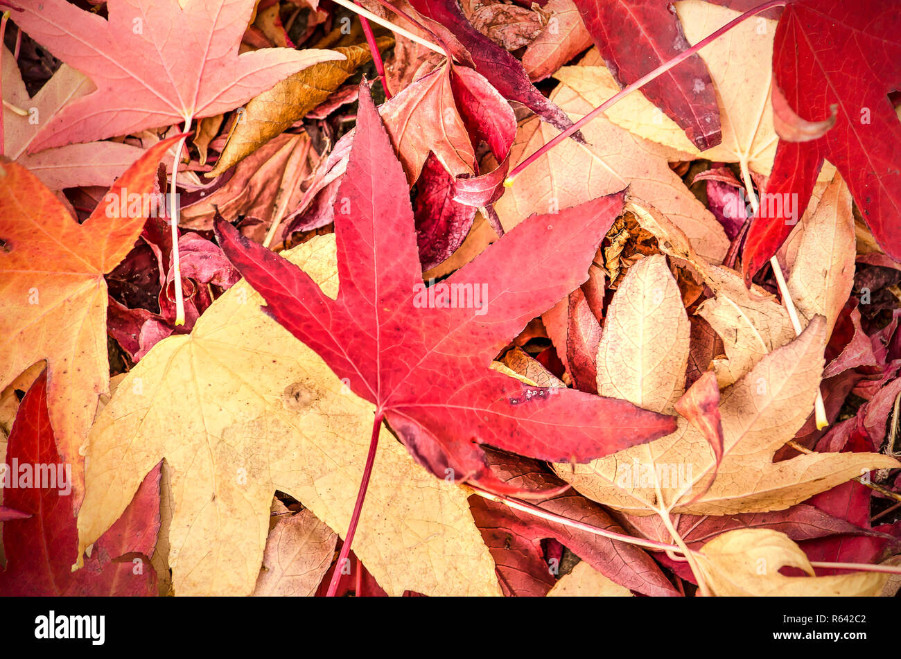 Sweet gum tree hi-res stock photography and images - Alamy