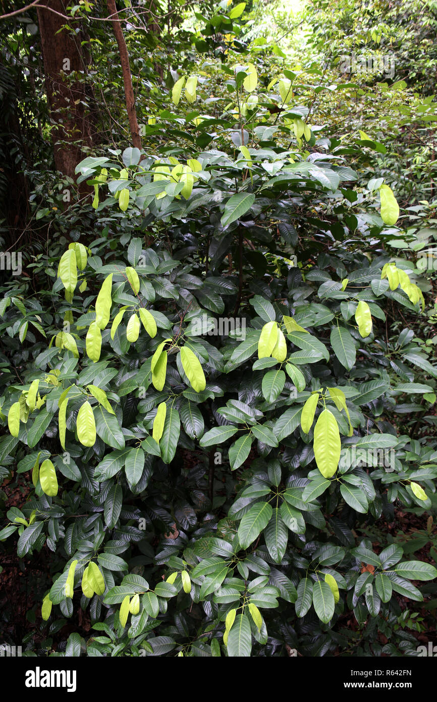 Bhesa paniculata hi-res stock photography and images - Alamy
