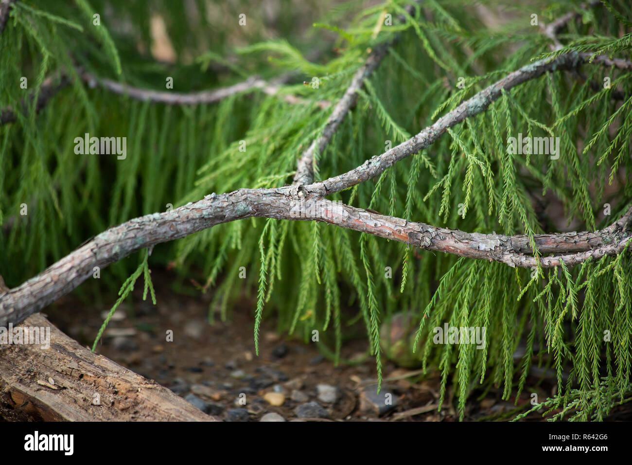 fallen tree limb lying on the forest floor Stock Photo - Alamy