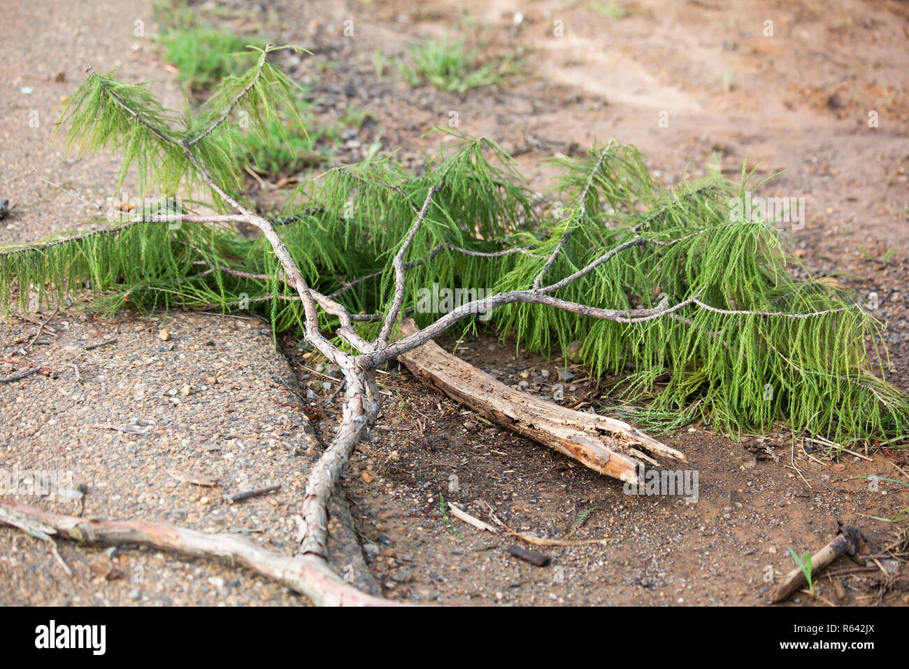 Tree limb decomposition hi-res stock photography and images - Alamy