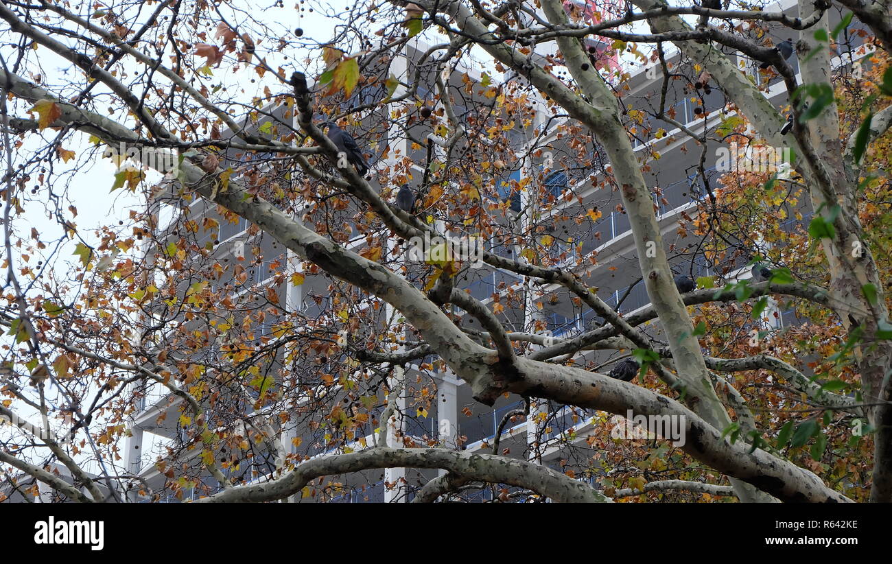Sycamore tree in autumn hi-res stock photography and images - Alamy