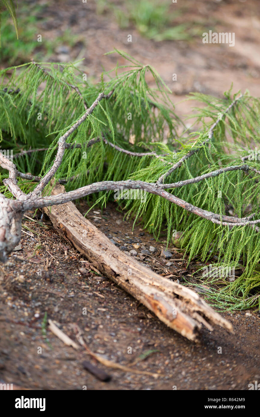 fallen tree limb laying on the forest floor Stock Photo - Alamy