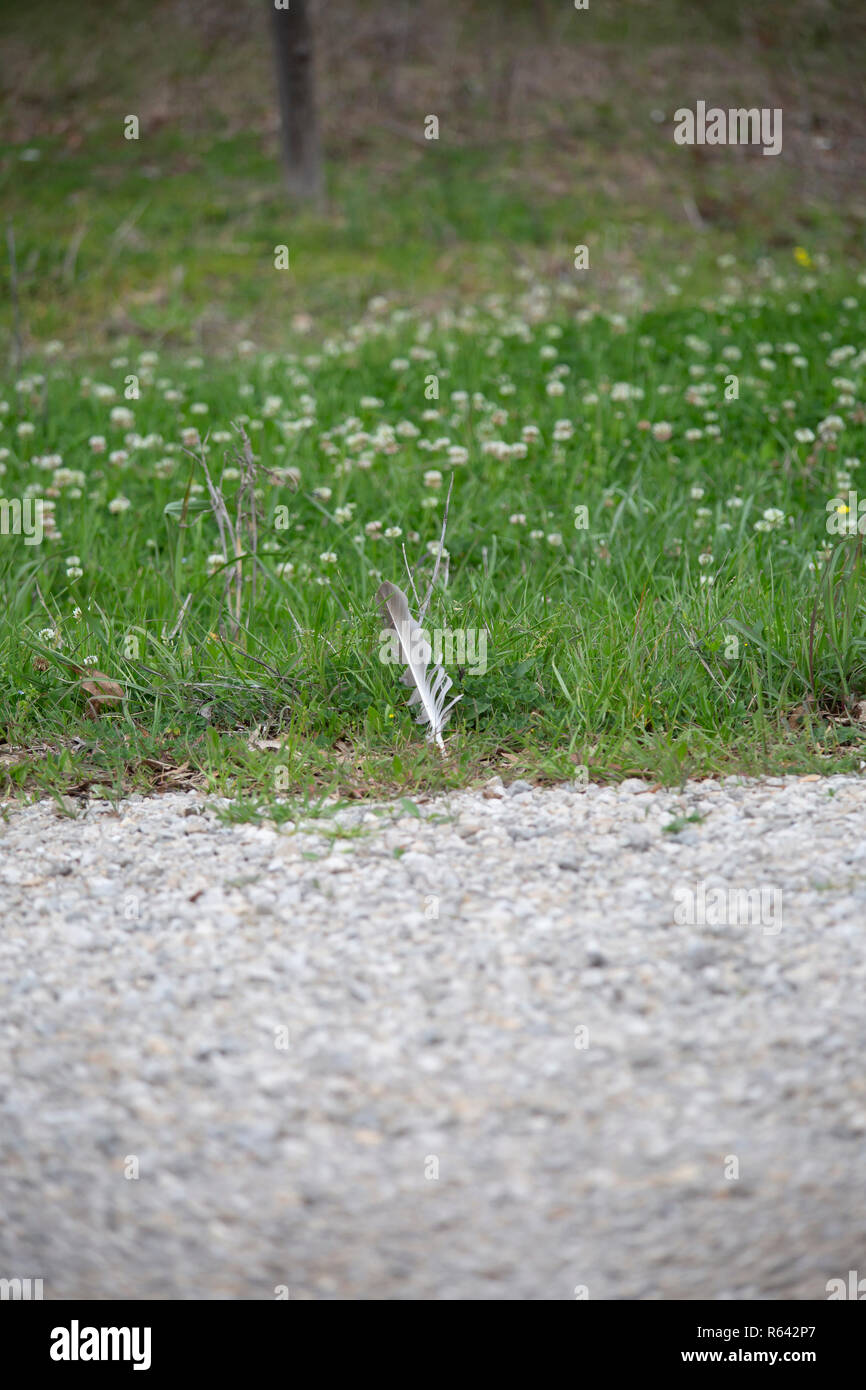 Gray and white feather in grass near a gravel walkway Stock Photo - Alamy