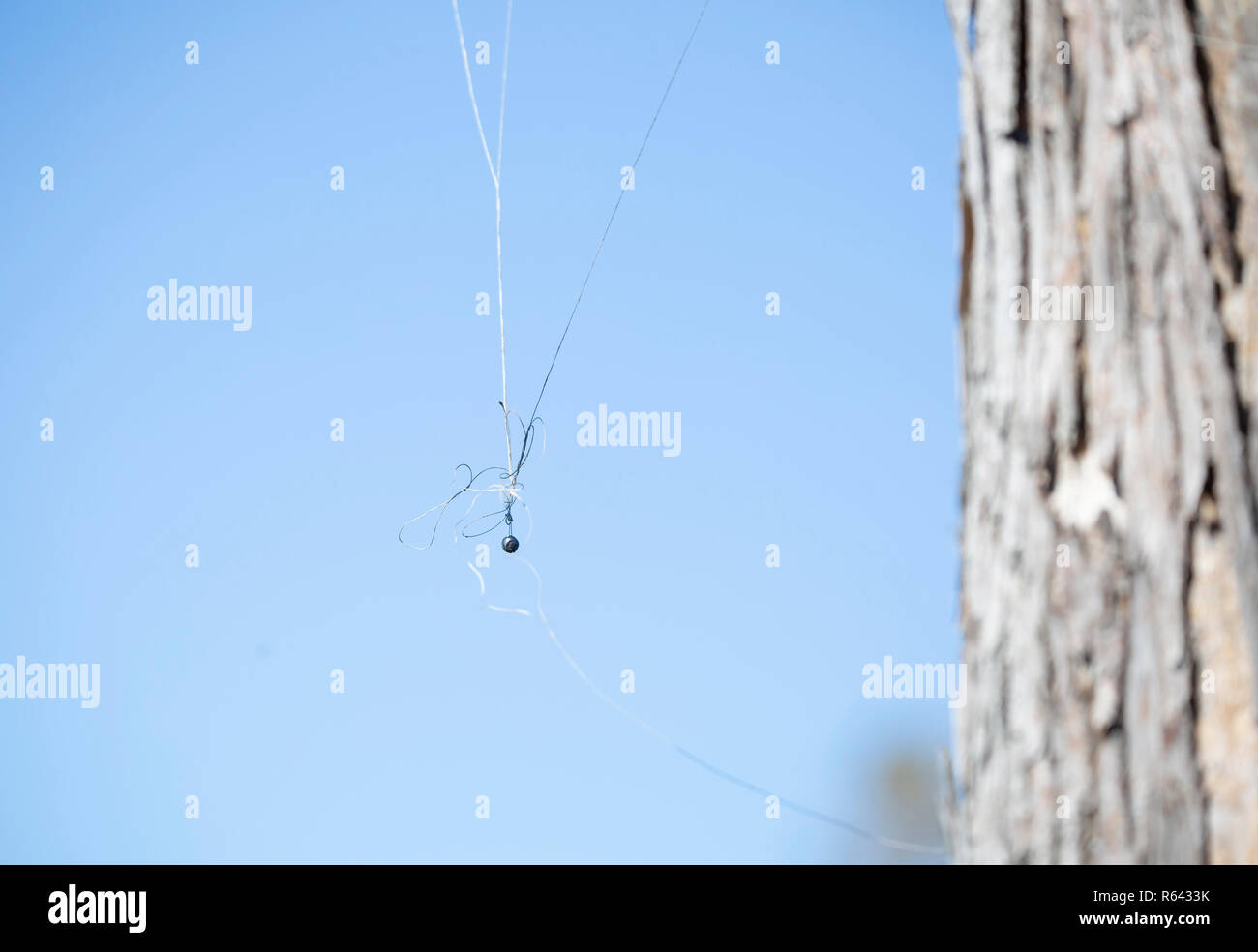 Close up of a fishing weight and line stuck in a tree Stock Photo - Alamy