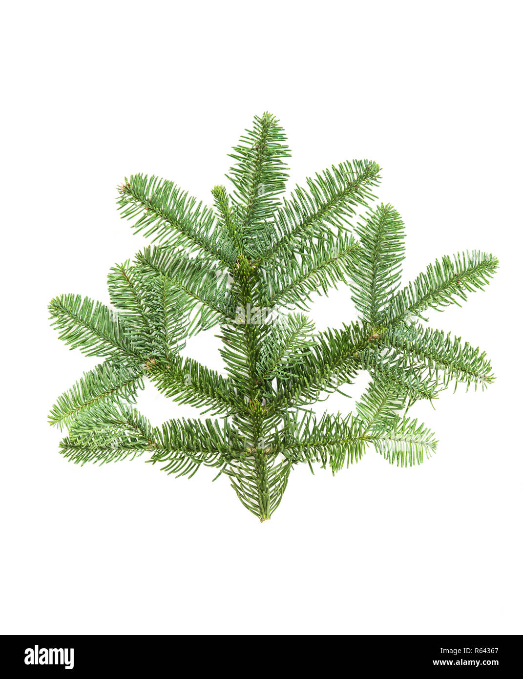 Christmas tree branch isolated on white background. Pine sprig. Fresh ...