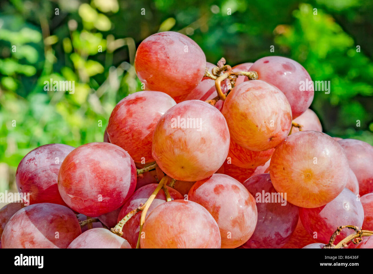 Rose grapes background Stock Photo - Alamy