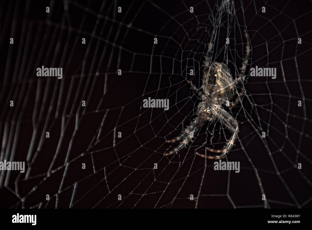 Spider in a black background Stock Photo - Alamy