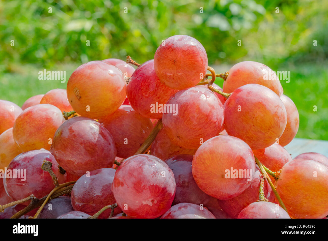 Fleshy grapes hi-res stock photography and images - Alamy
