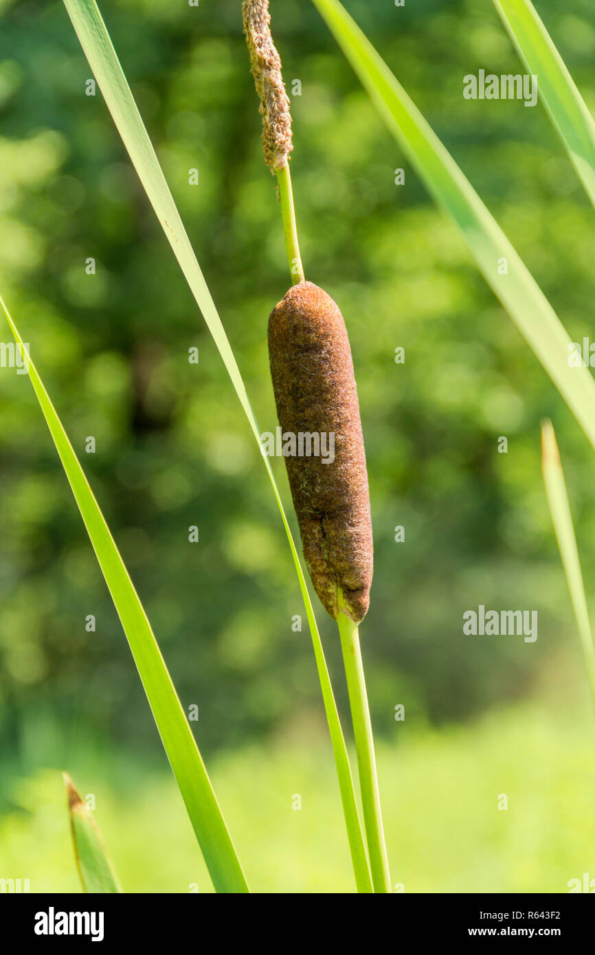 Leafy cattail hi-res stock photography and images - Alamy
