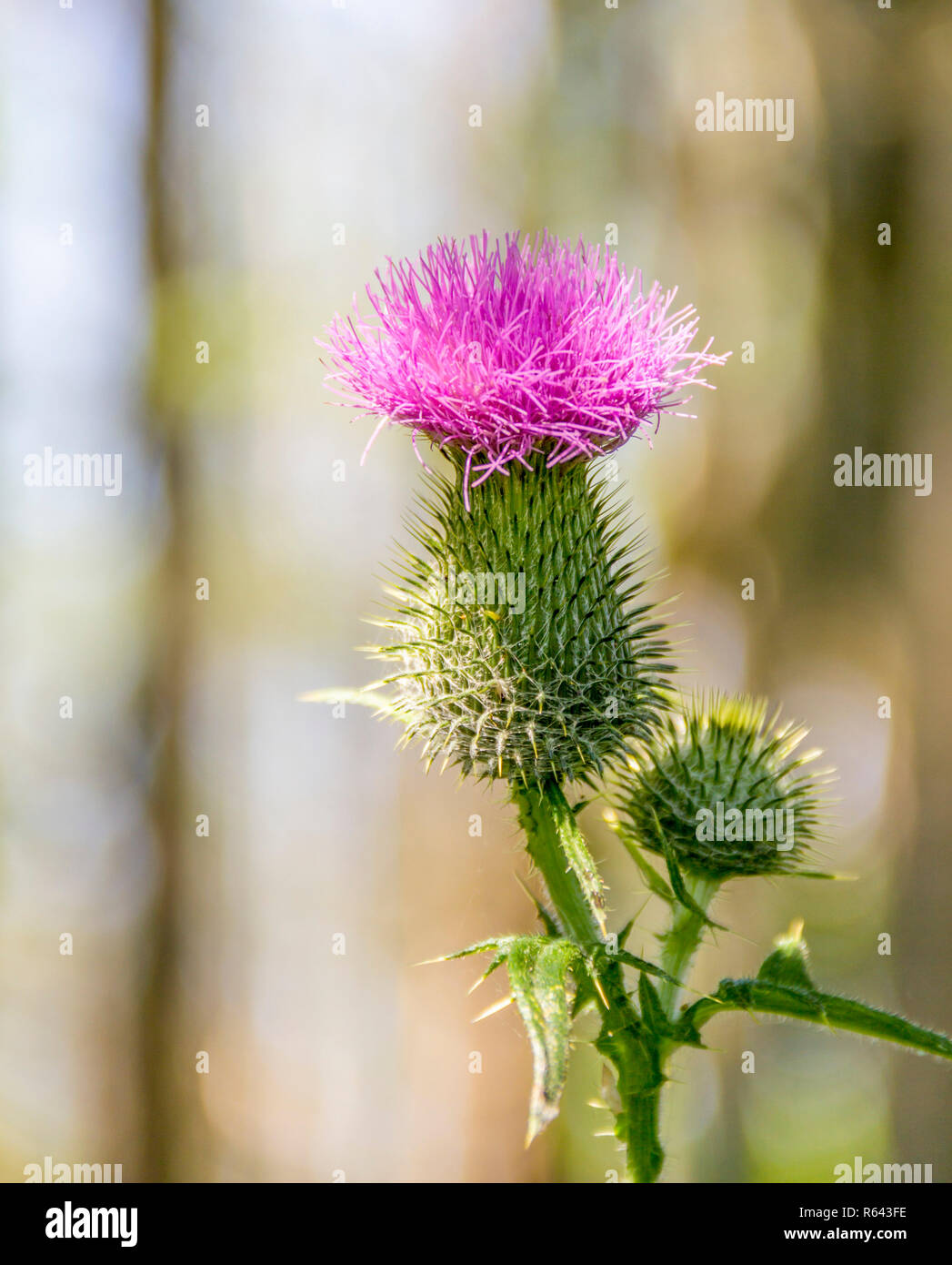 violet thistle blossom Stock Photo - Alamy