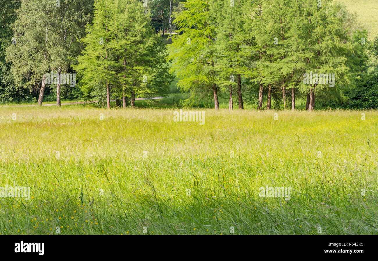 Woodside forest hi-res stock photography and images - Alamy