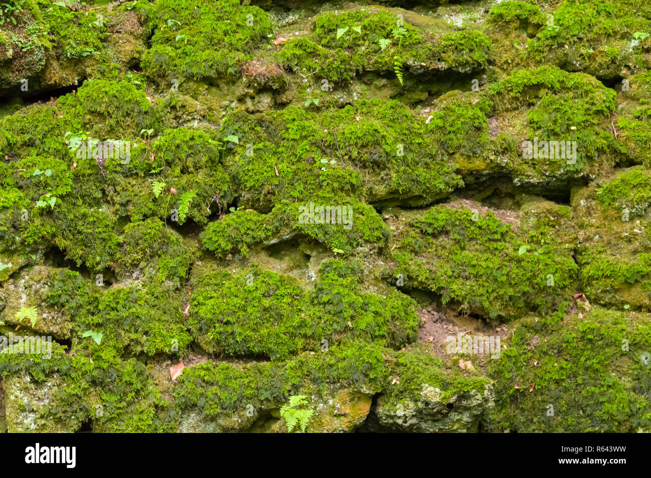 overgrown dry stone wall Stock Photo - Alamy