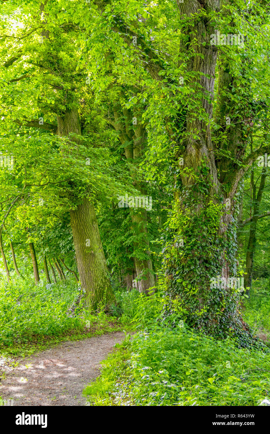 idyllic forest scenery Stock Photo - Alamy
