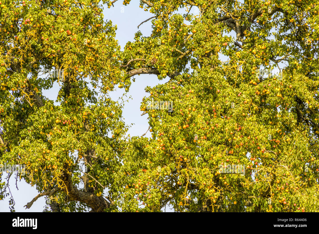 pear tree detail Stock Photo - Alamy