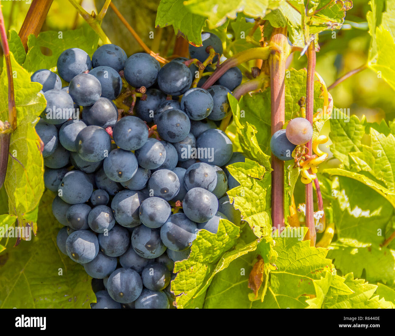 blue grapes closeup Stock Photo - Alamy