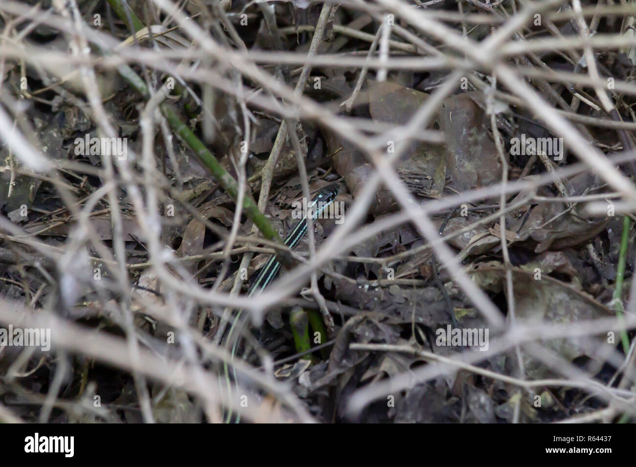 Grass snake (Natrix natrix) hidden in weeds and bramble Stock Photo - Alamy
