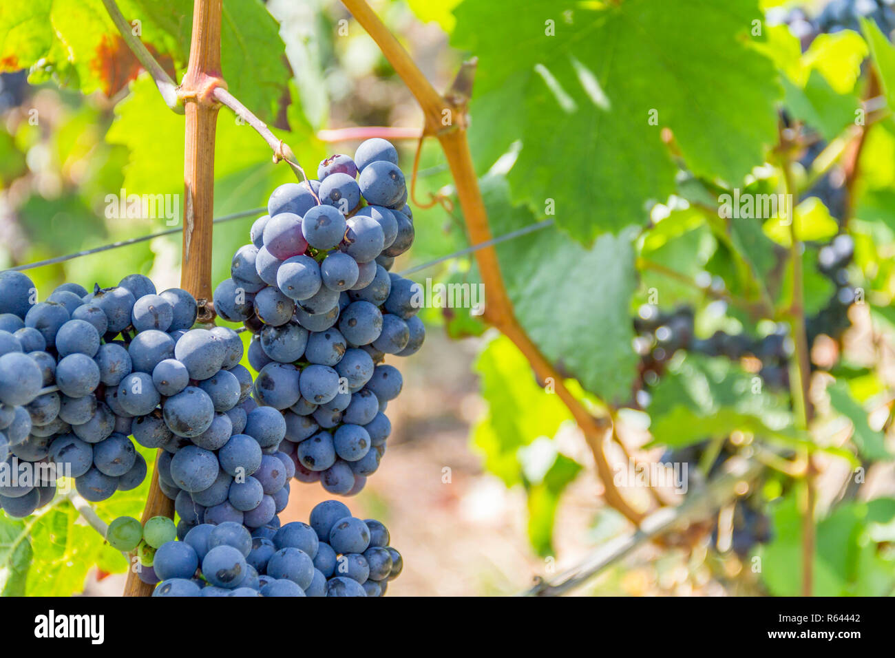 blue grapes closeup Stock Photo - Alamy