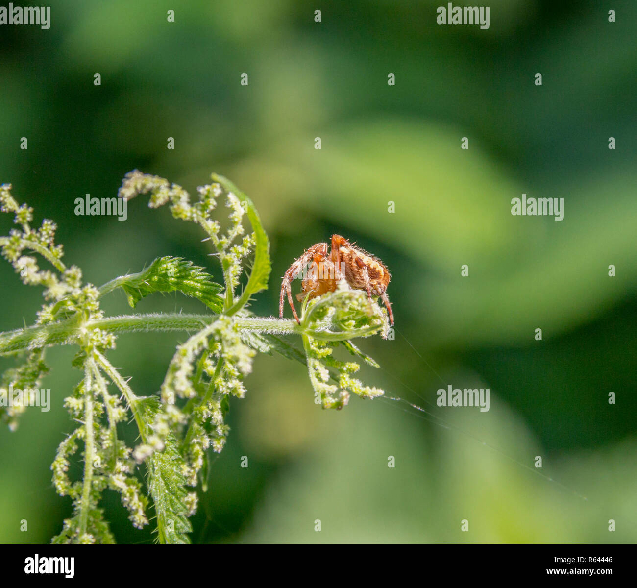 european garden spider Stock Photo - Alamy