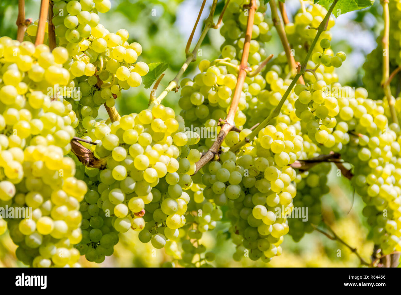 white grapes closeup Stock Photo - Alamy
