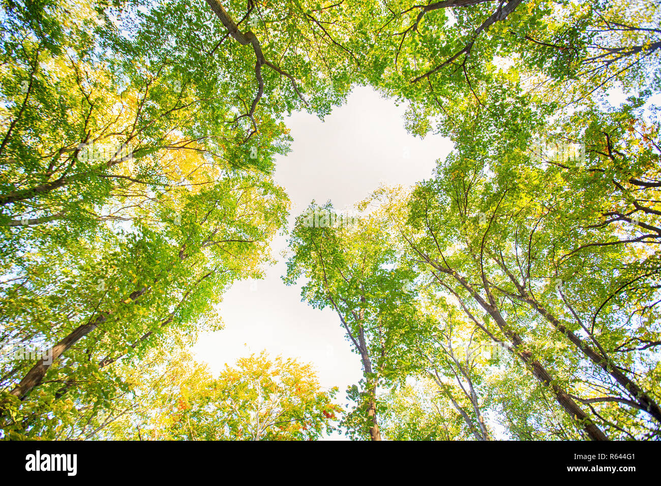 Fall look and feel hi-res stock photography and images - Alamy